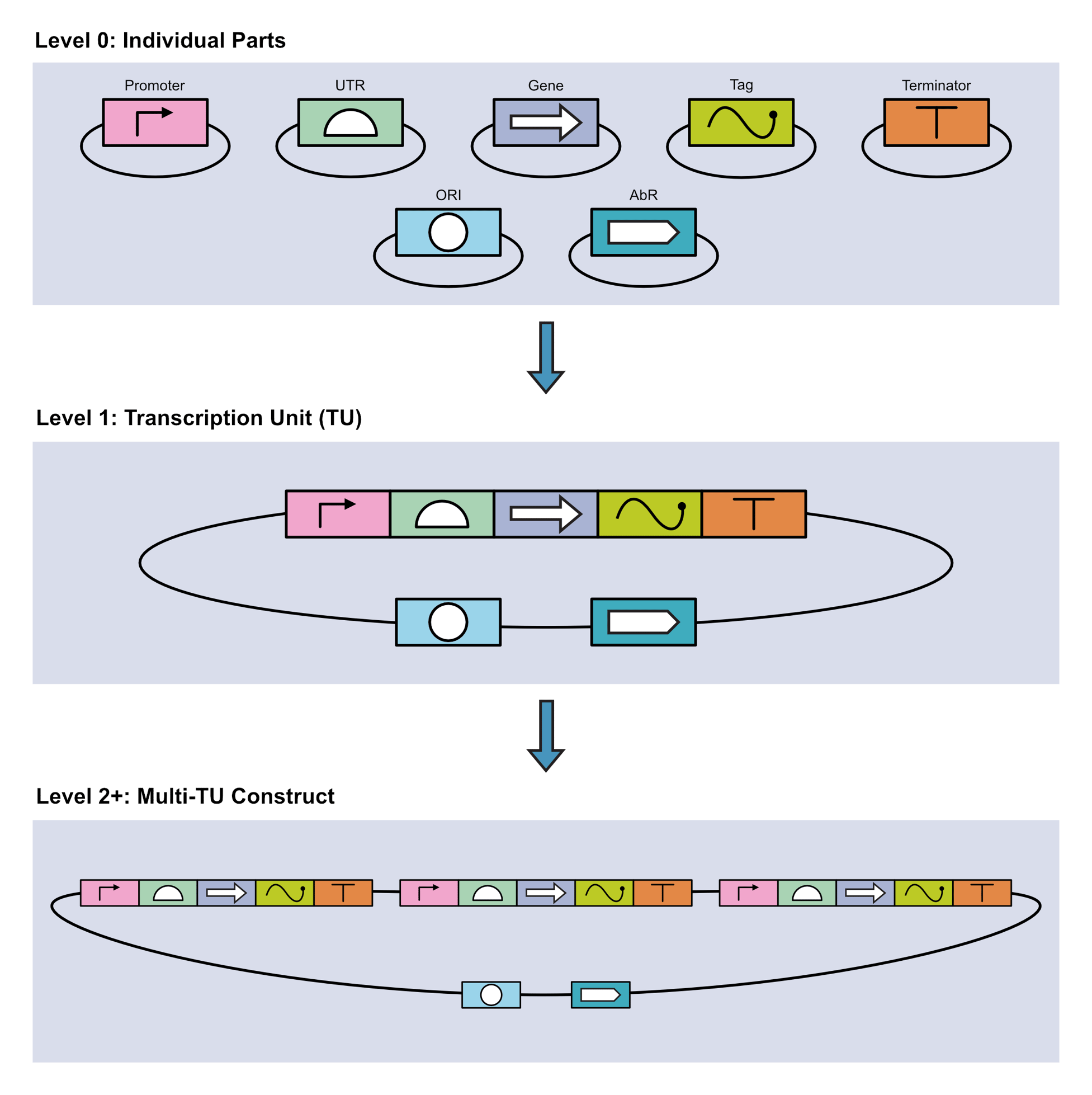 Plasmids 101: Modular Cloning